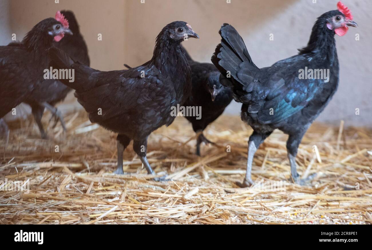 Augsburger chicken hi-res stock photography and images - Alamy