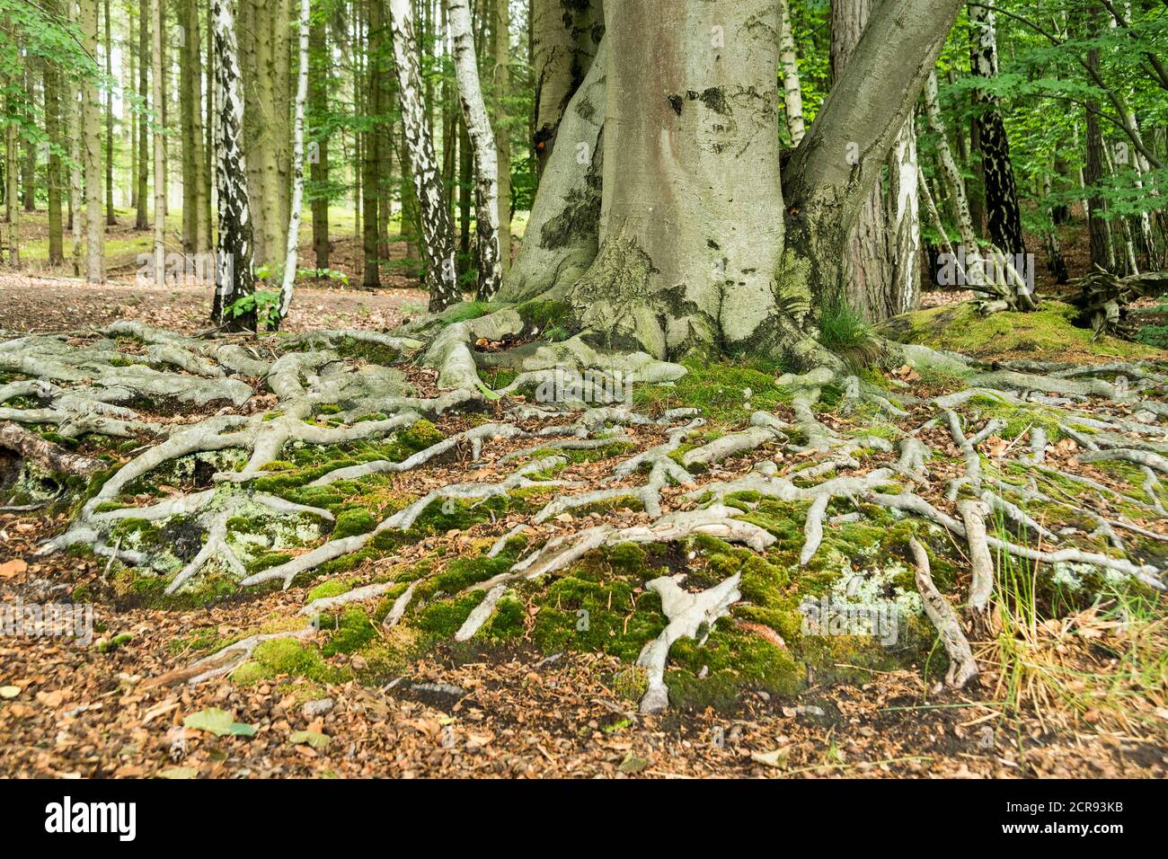 Mecklenburg Lake District, Trünnensee, beech, root, symbolic image ...