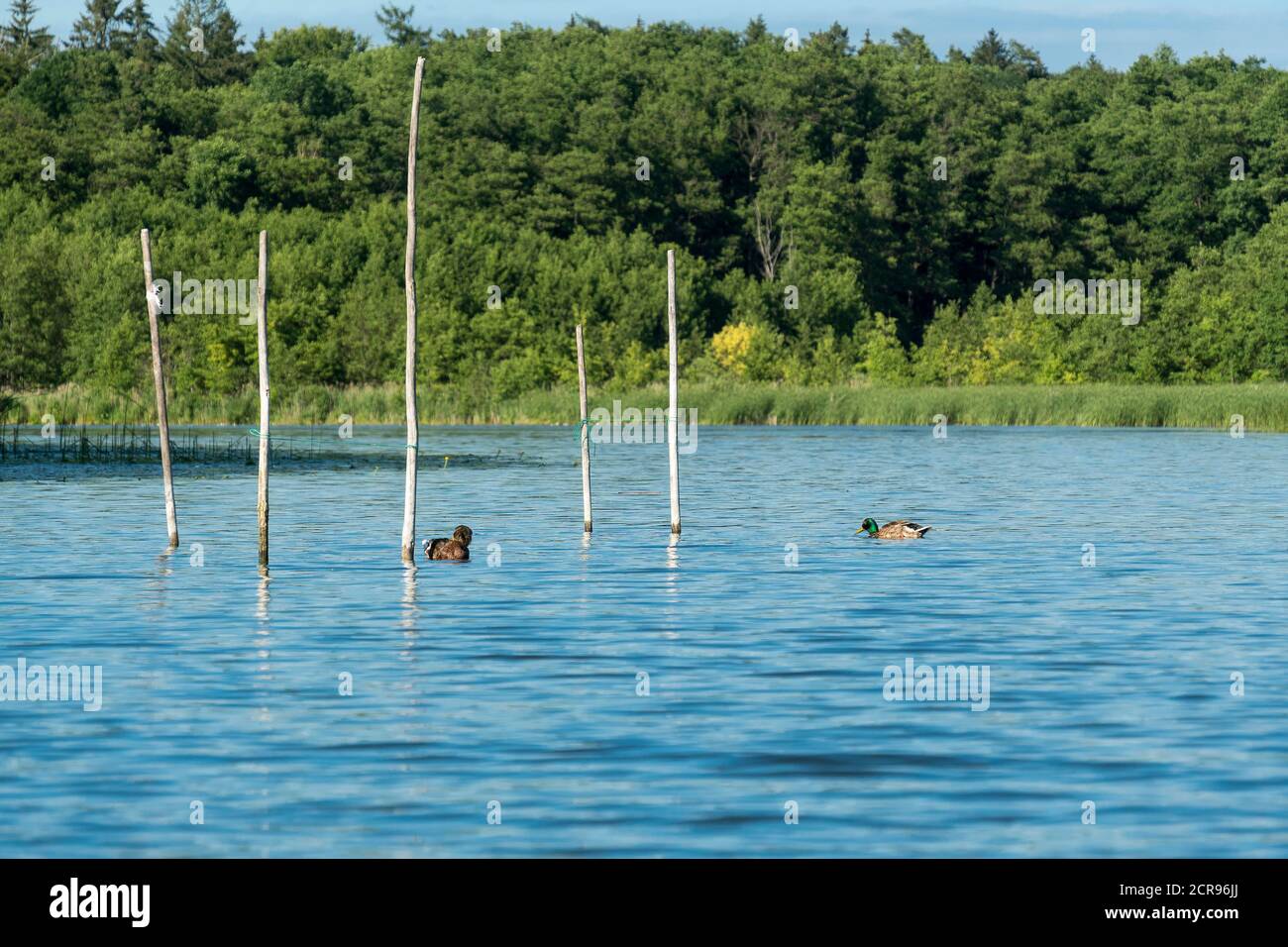 Mecklenburg Lake District, Havel, Obere-Havel-Wasserstraße, fish traps ...