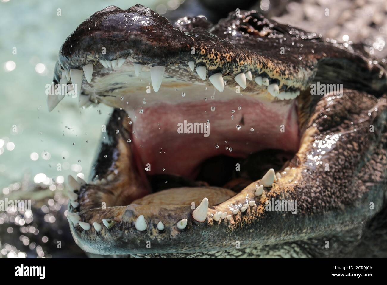 Muja alligator hi-res stock photography and images - Alamy