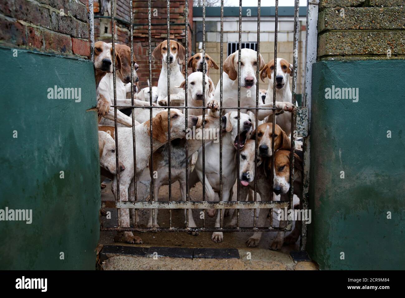 Our pack of hounds hi-res stock photography and images - Alamy