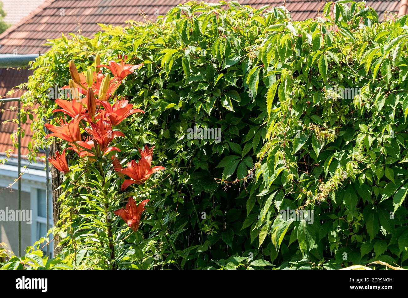 Lily vine hi-res stock photography and images - Alamy