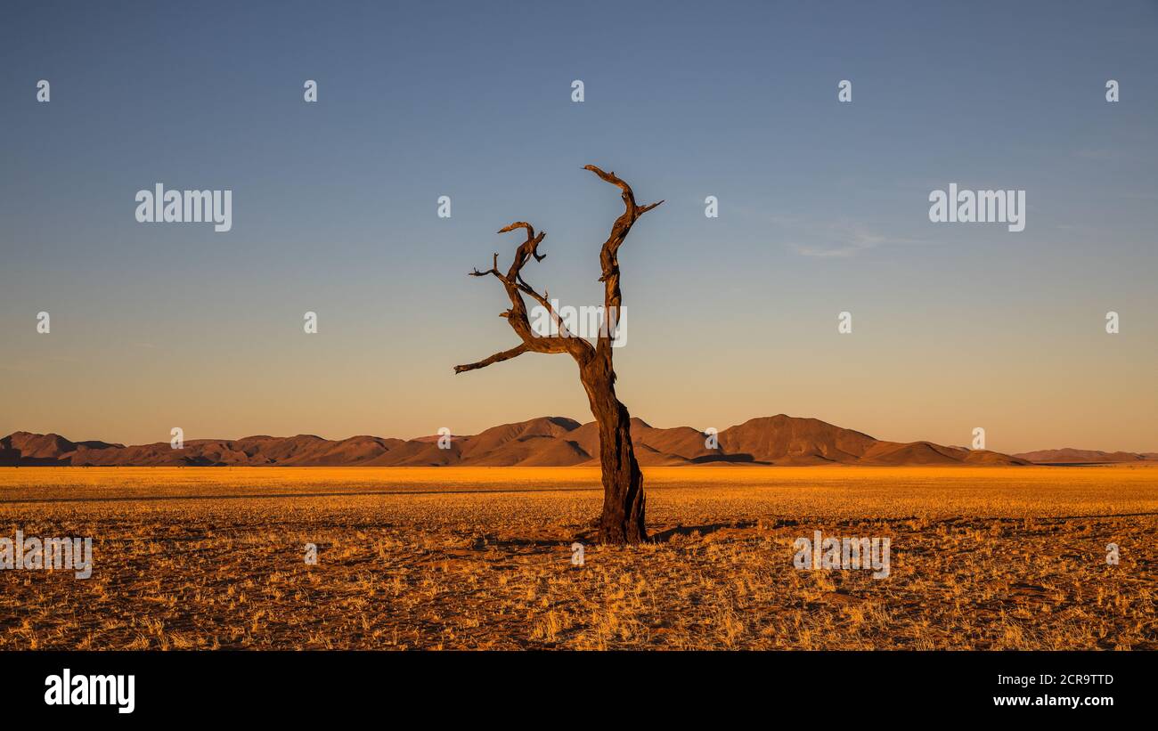 Desert dead tree evening hi-res stock photography and images - Alamy