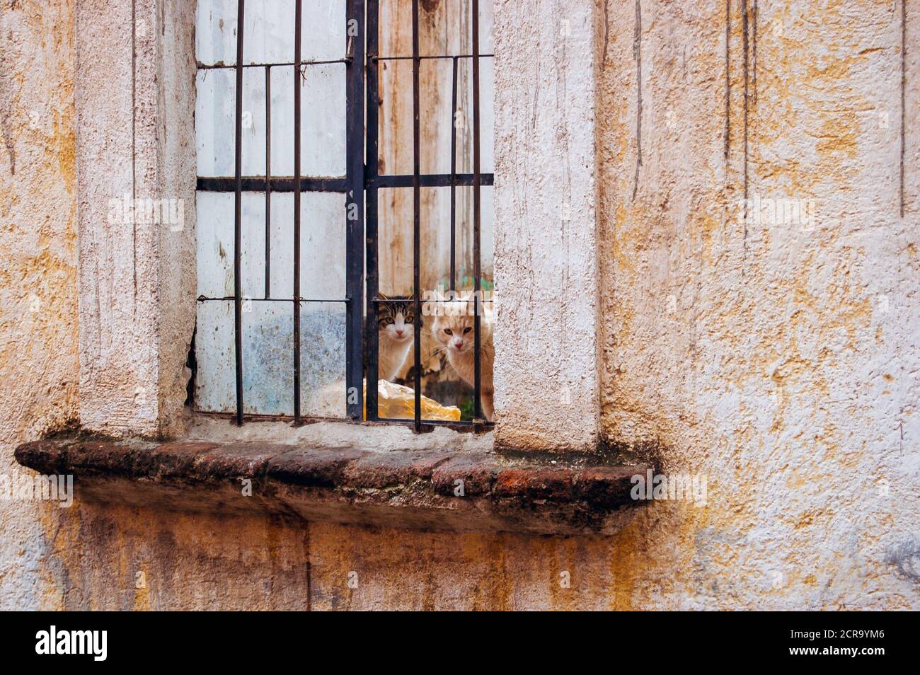 Two small cats inside the window Stock Photo - Alamy