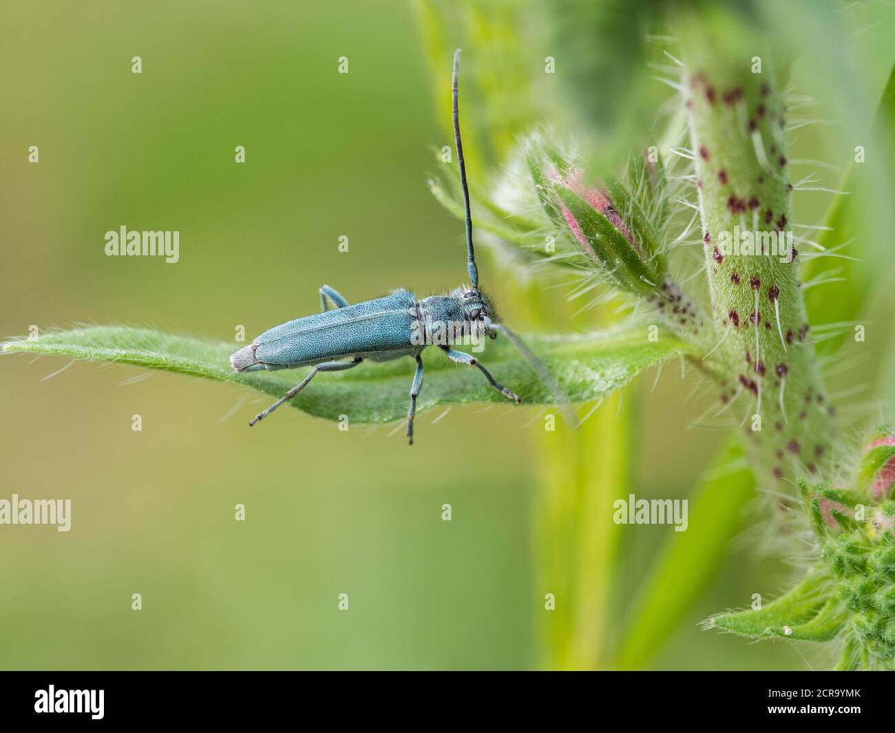 Dense insects hi-res stock photography and images - Alamy