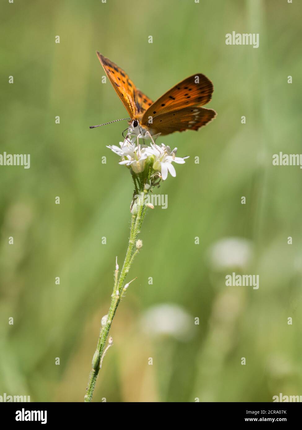 Fire butterfly hi-res stock photography and images - Alamy