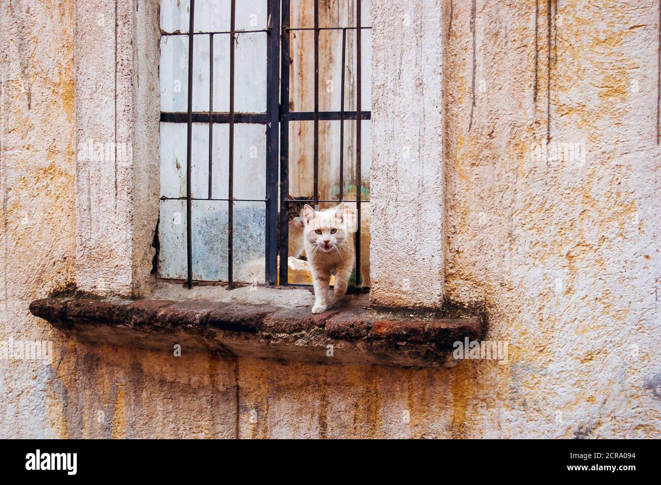 Two small cats standing at the windowsill Stock Photo - Alamy