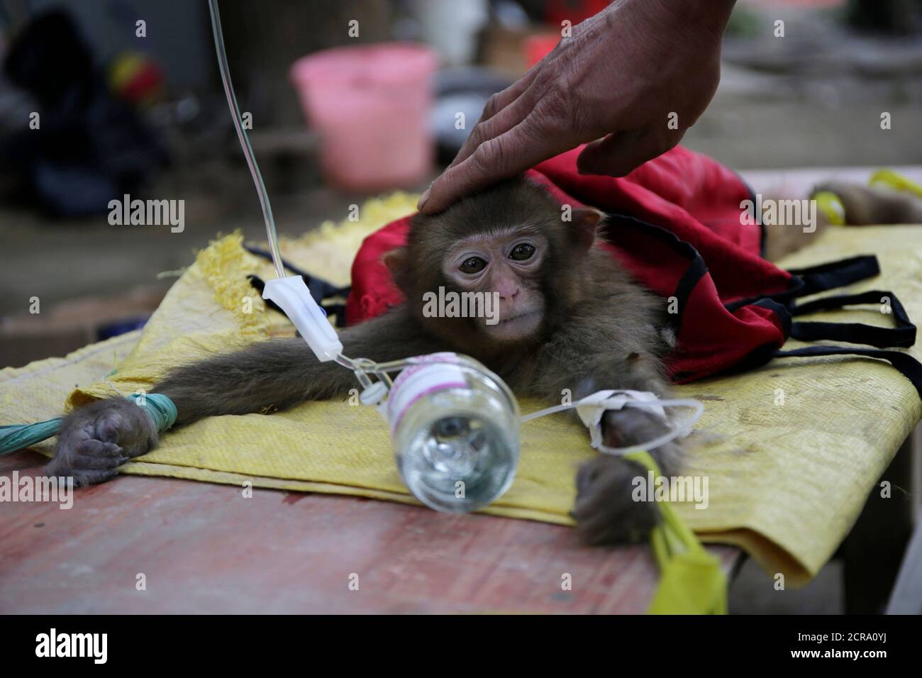 Sick looking monkey hi-res stock photography and images - Alamy