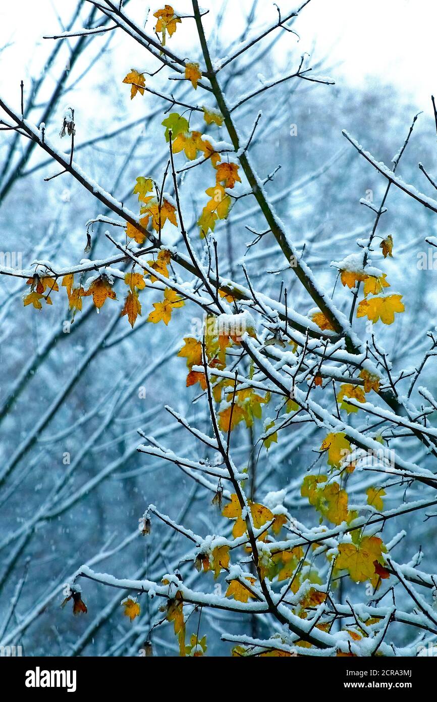 Deciduous forests winter hi-res stock photography and images - Alamy