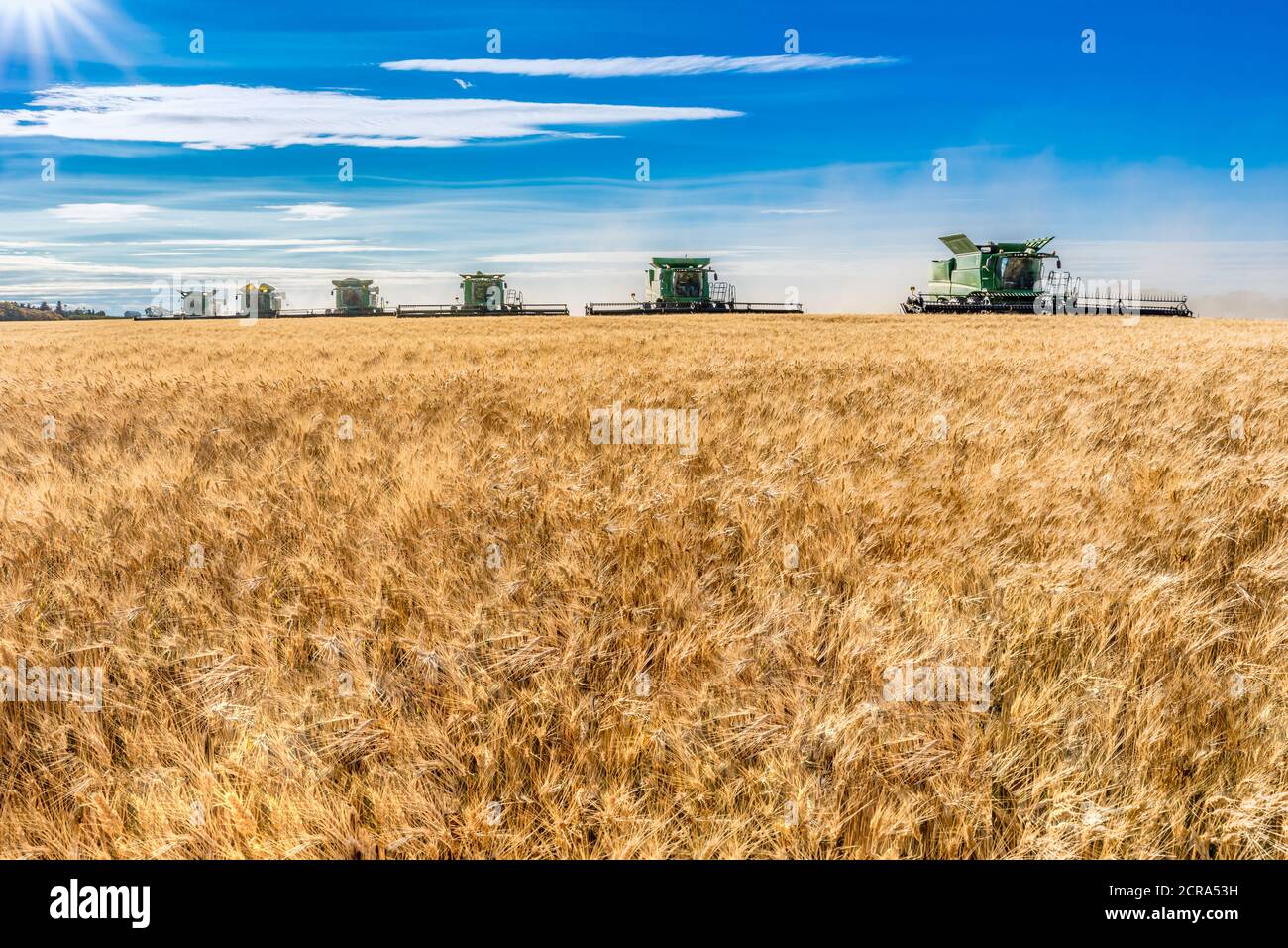 Multiple combines harvesting wheat in hi-res stock photography and ...