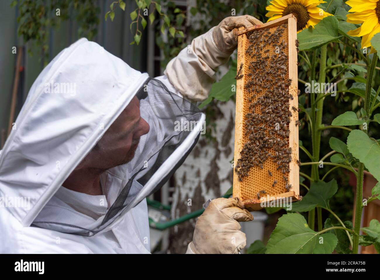 Close up view beekeeper hi-res stock photography and images - Alamy