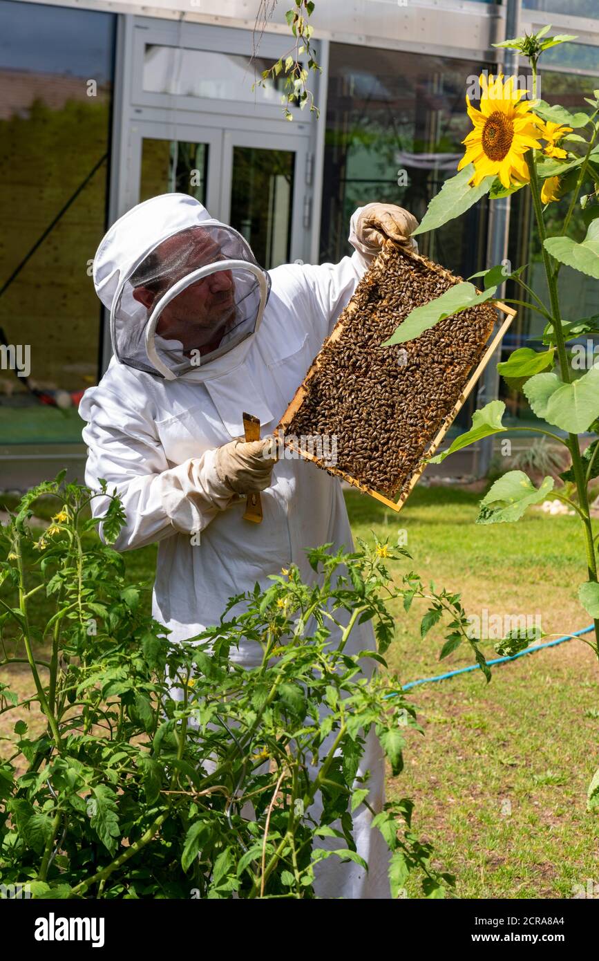 Beekeeper controls beehive Stock Photo - Alamy