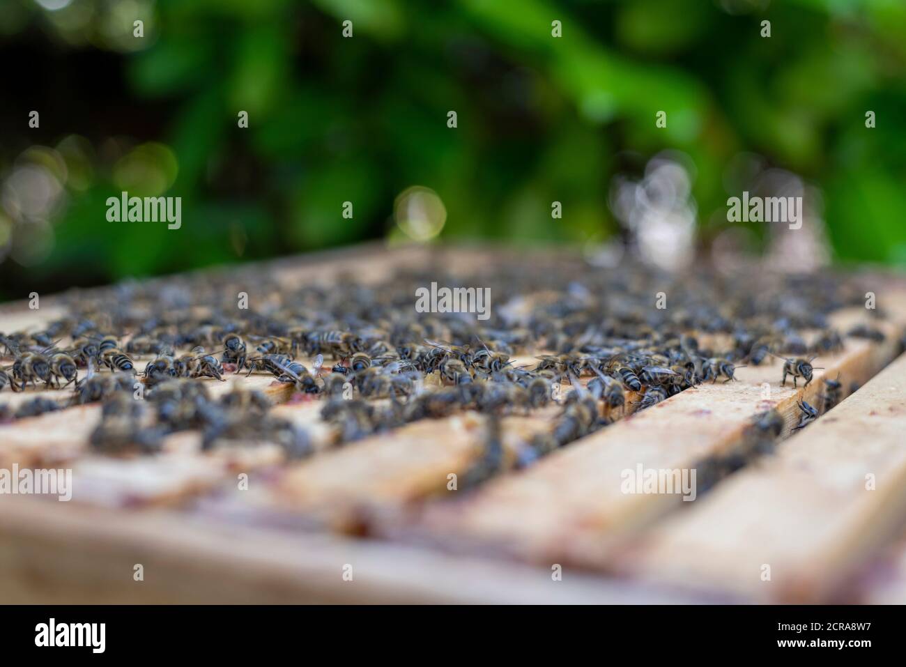 European honey bees (Apis mellifera Stock Photo - Alamy