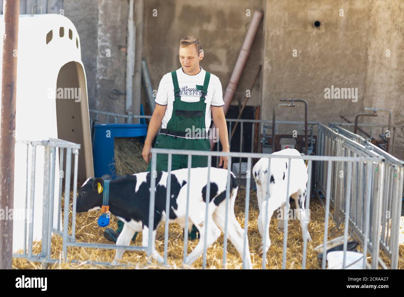 Young calf stands in hi-res stock photography and images - Alamy