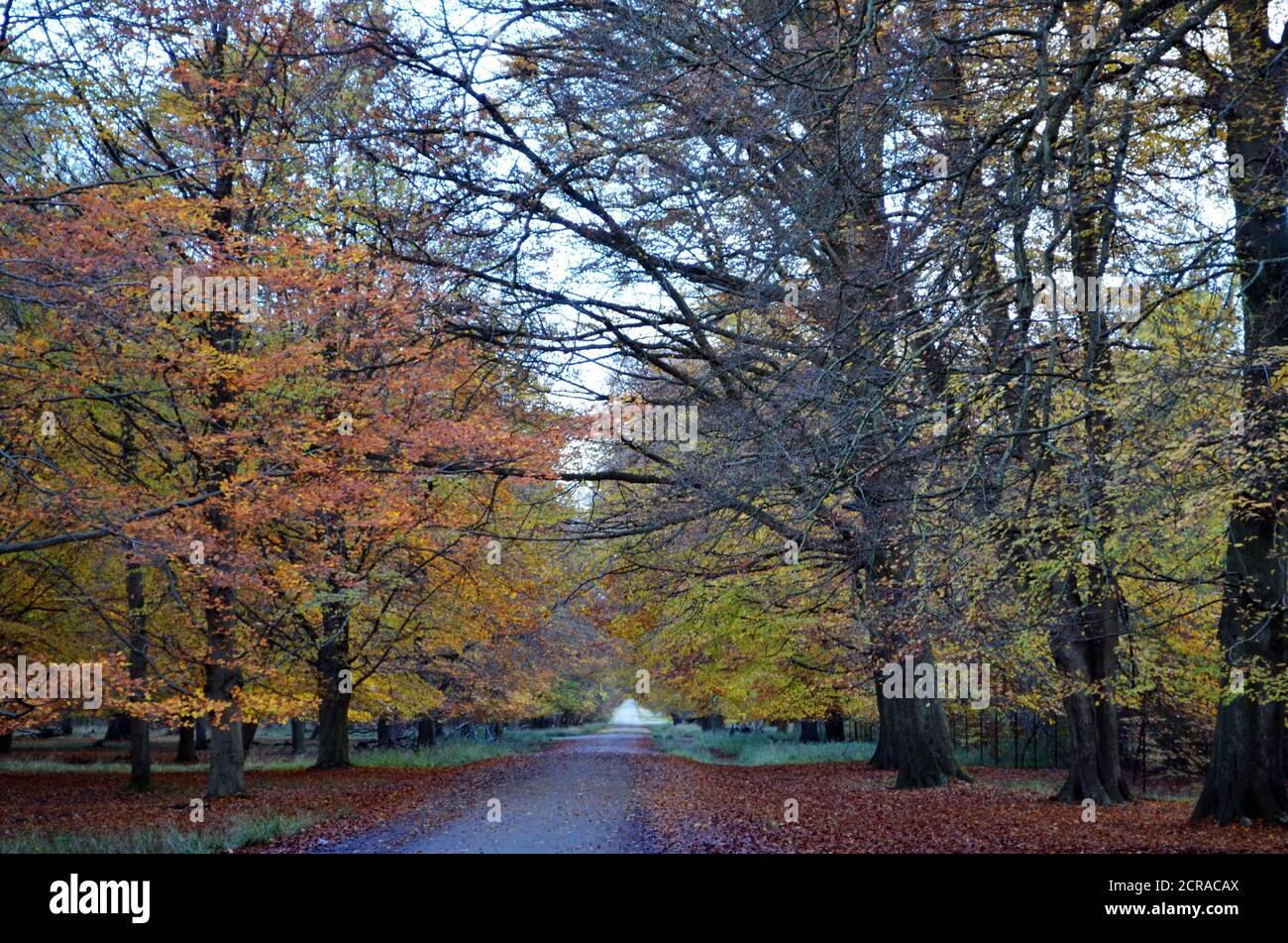 Denmark - Dyrehaven Stock Photo - Alamy