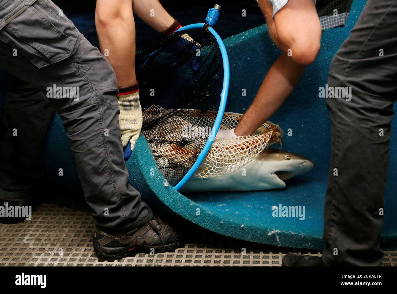 Shark Birth