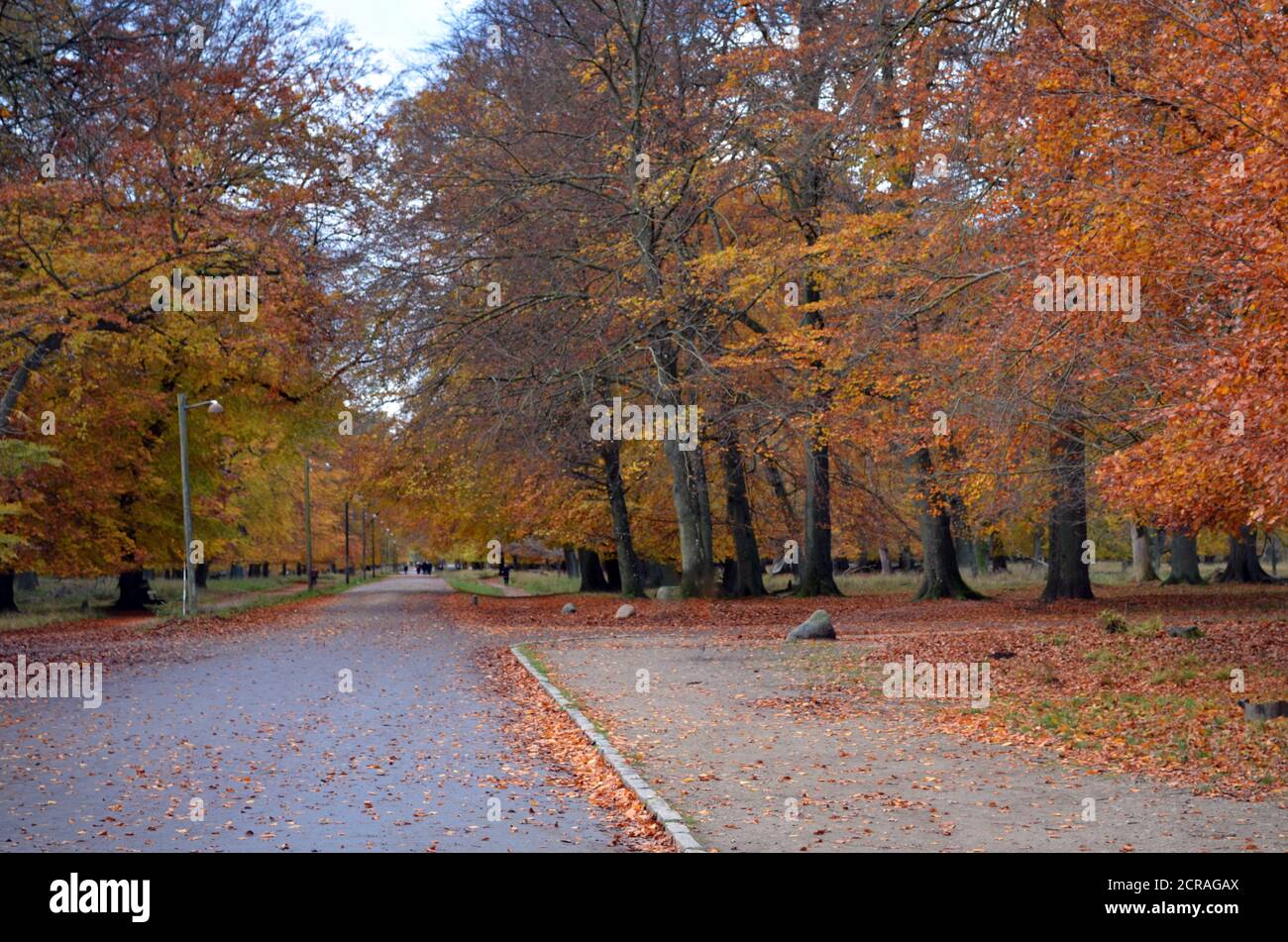 Denmark - Dyrehaven Stock Photo - Alamy