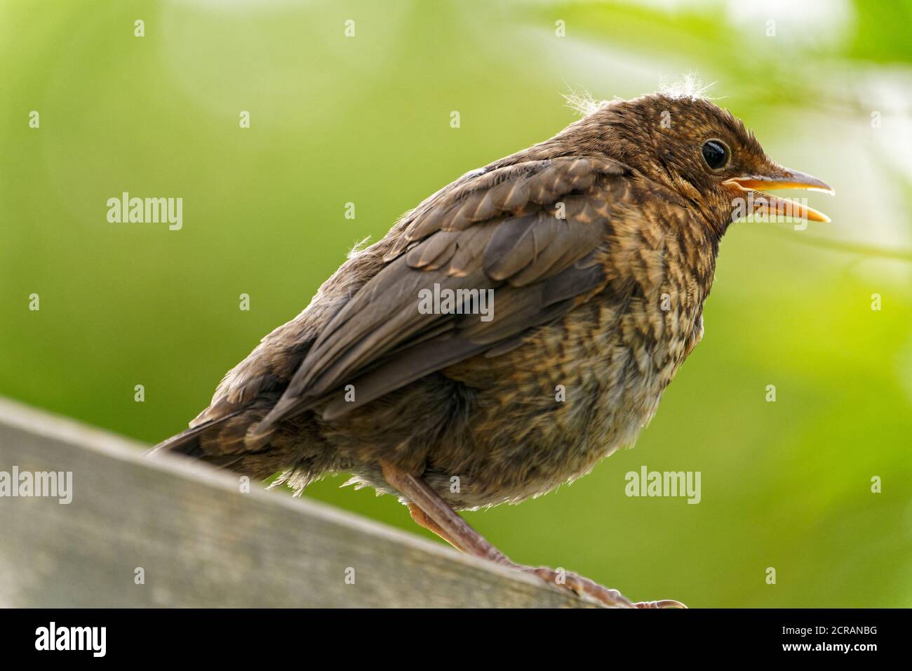 Black Thrush Bird