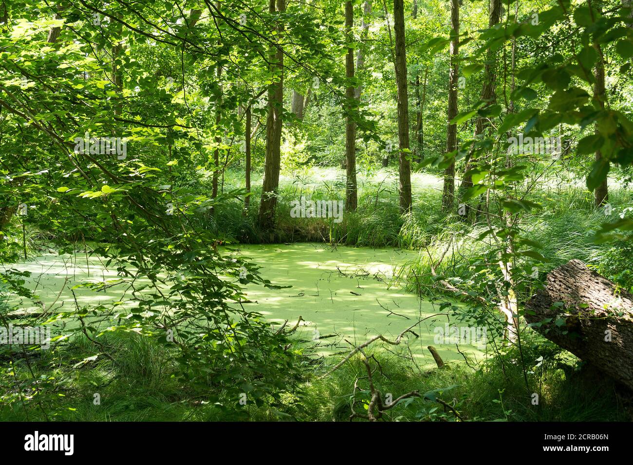 Stechlin nature park - Ruppiner Land, Stechlinsee nature park, lake ...