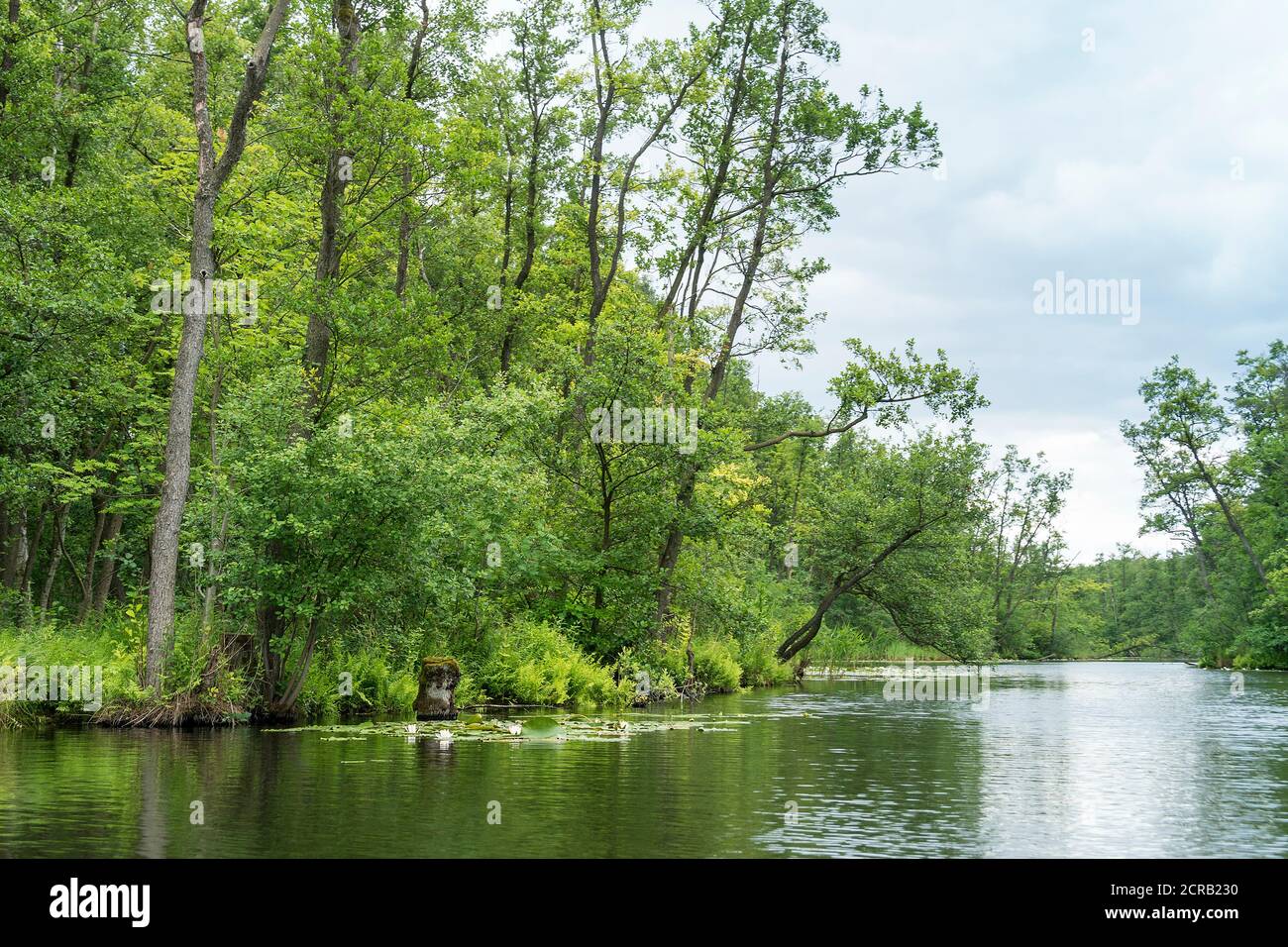 Black alder swamp forest hi-res stock photography and images - Alamy