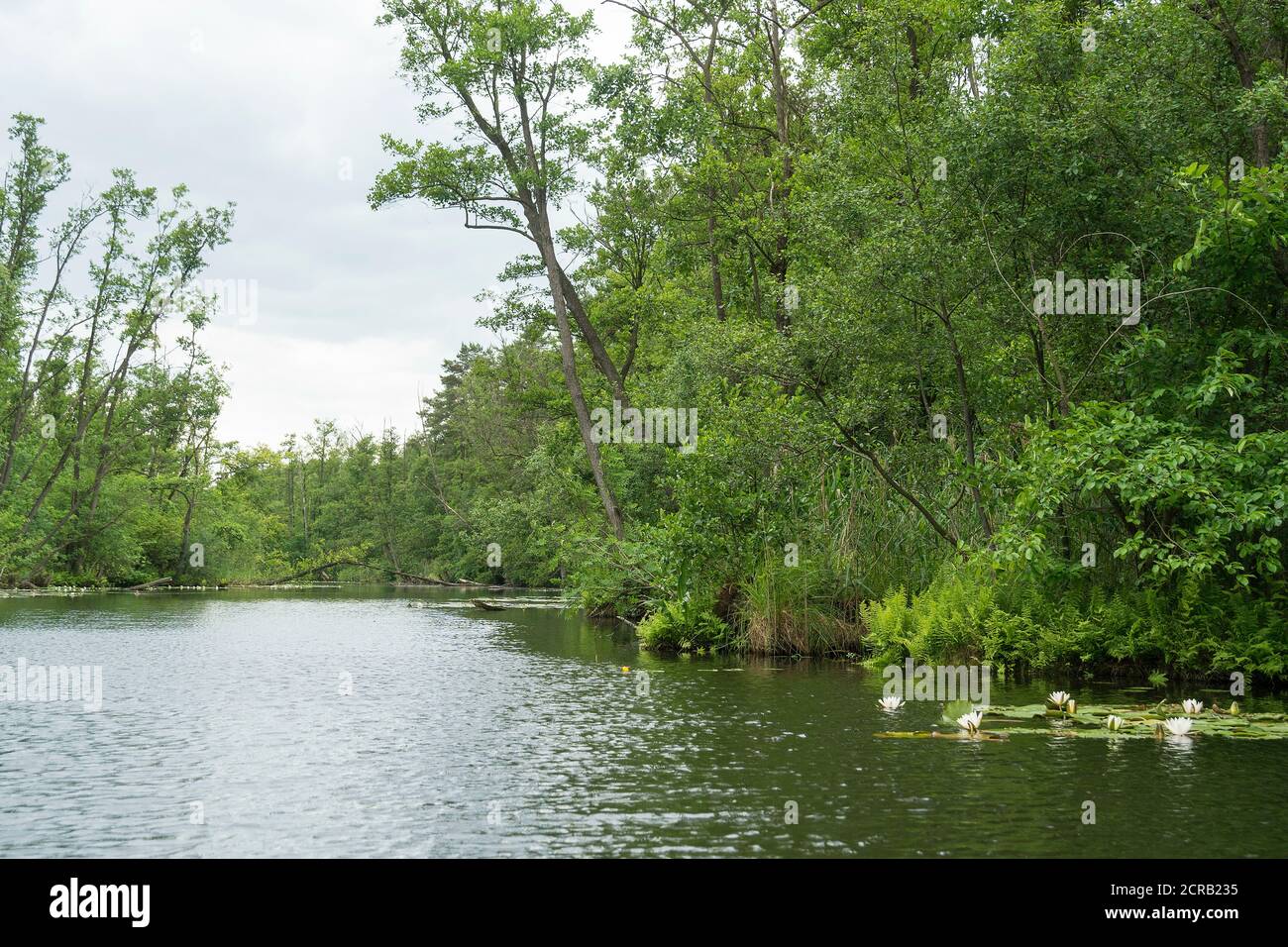 Black alder swamp forest hi-res stock photography and images - Alamy