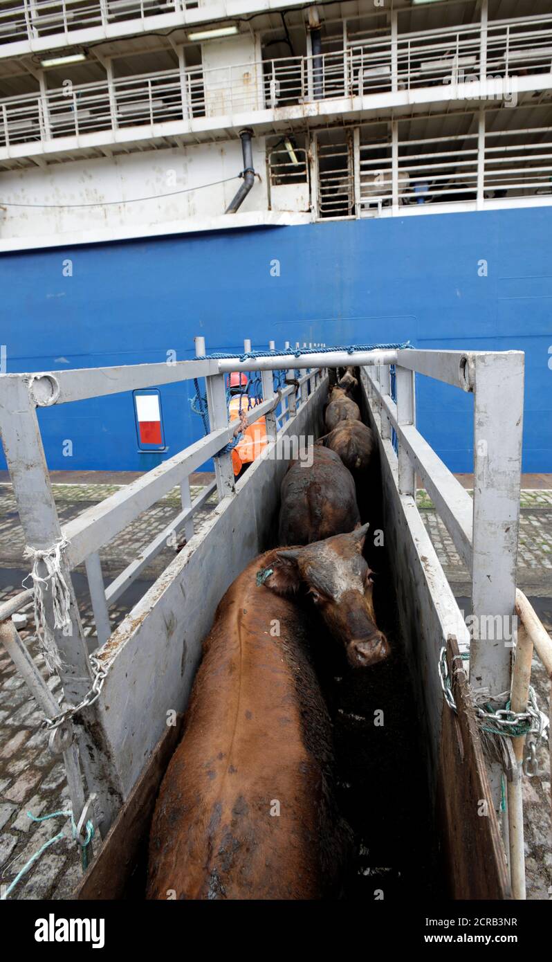 Cattle transport ship hi-res stock photography and images - Alamy