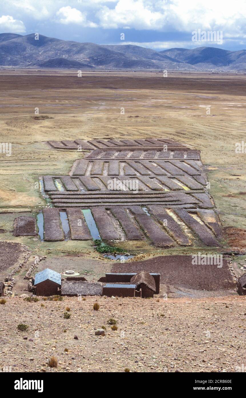 Traditional Agriculture in the Altiplano, near La Paz, Bolivia. Water ...
