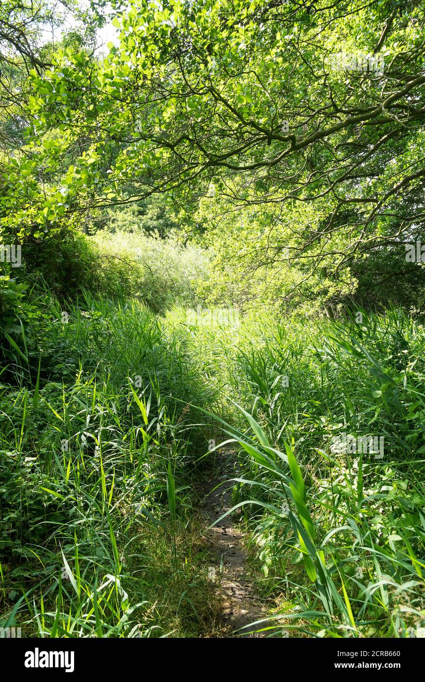 Mecklenburg, Priepert, jungle trail, circular hiking trail Stock Photo ...