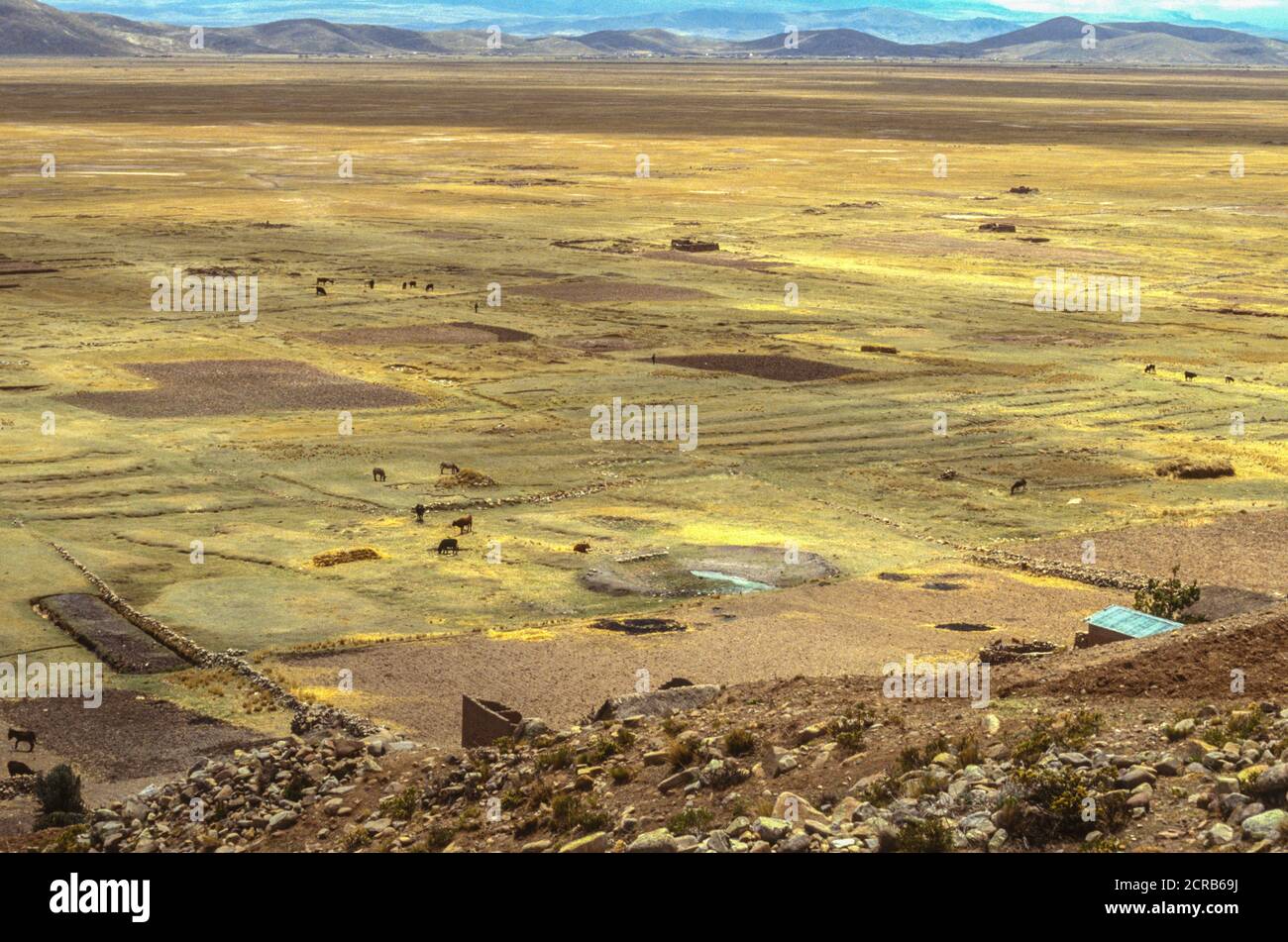 Potato farm bolivia hi-res stock photography and images - Alamy