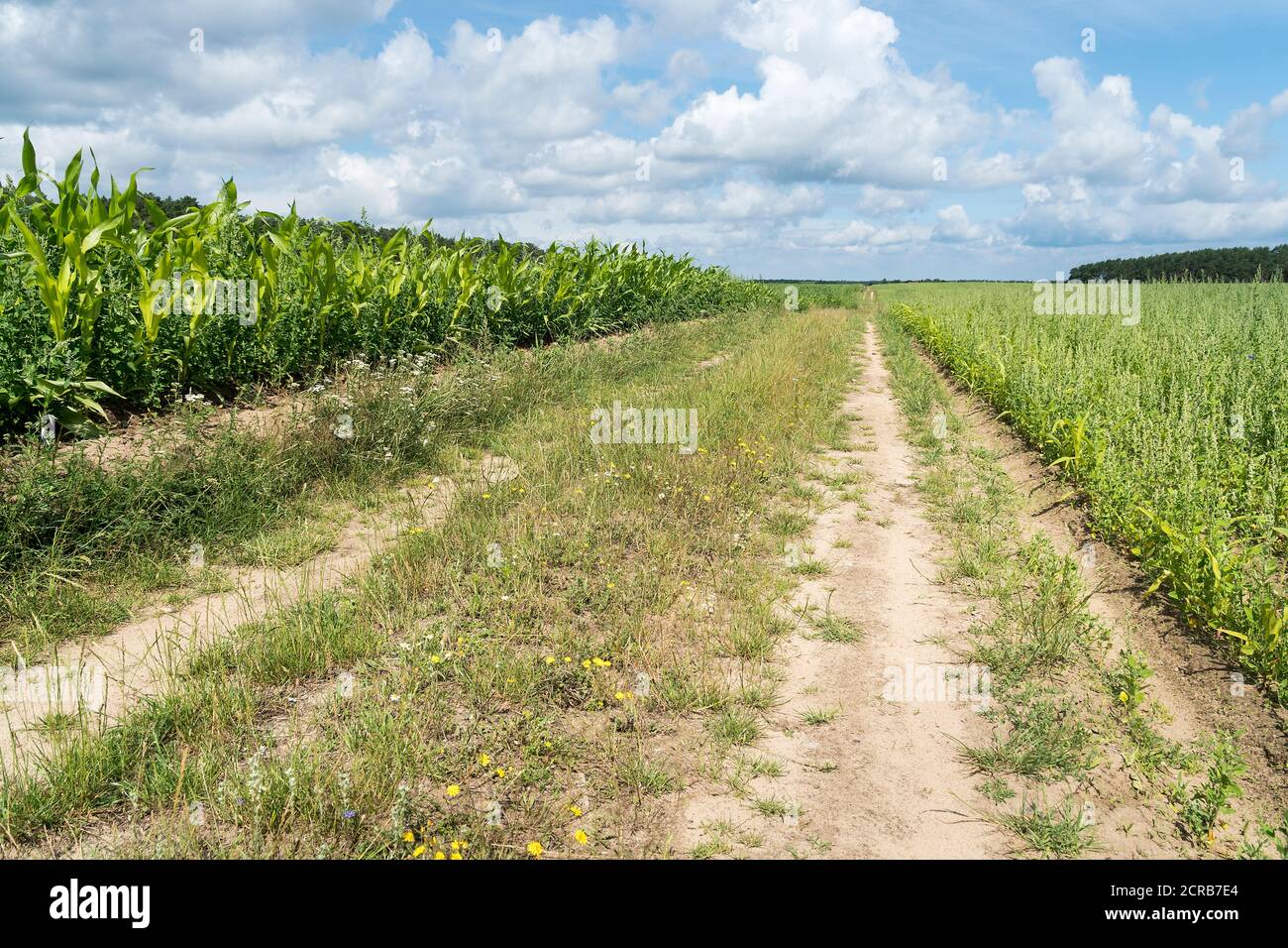 Corn field road hi-res stock photography and images - Alamy