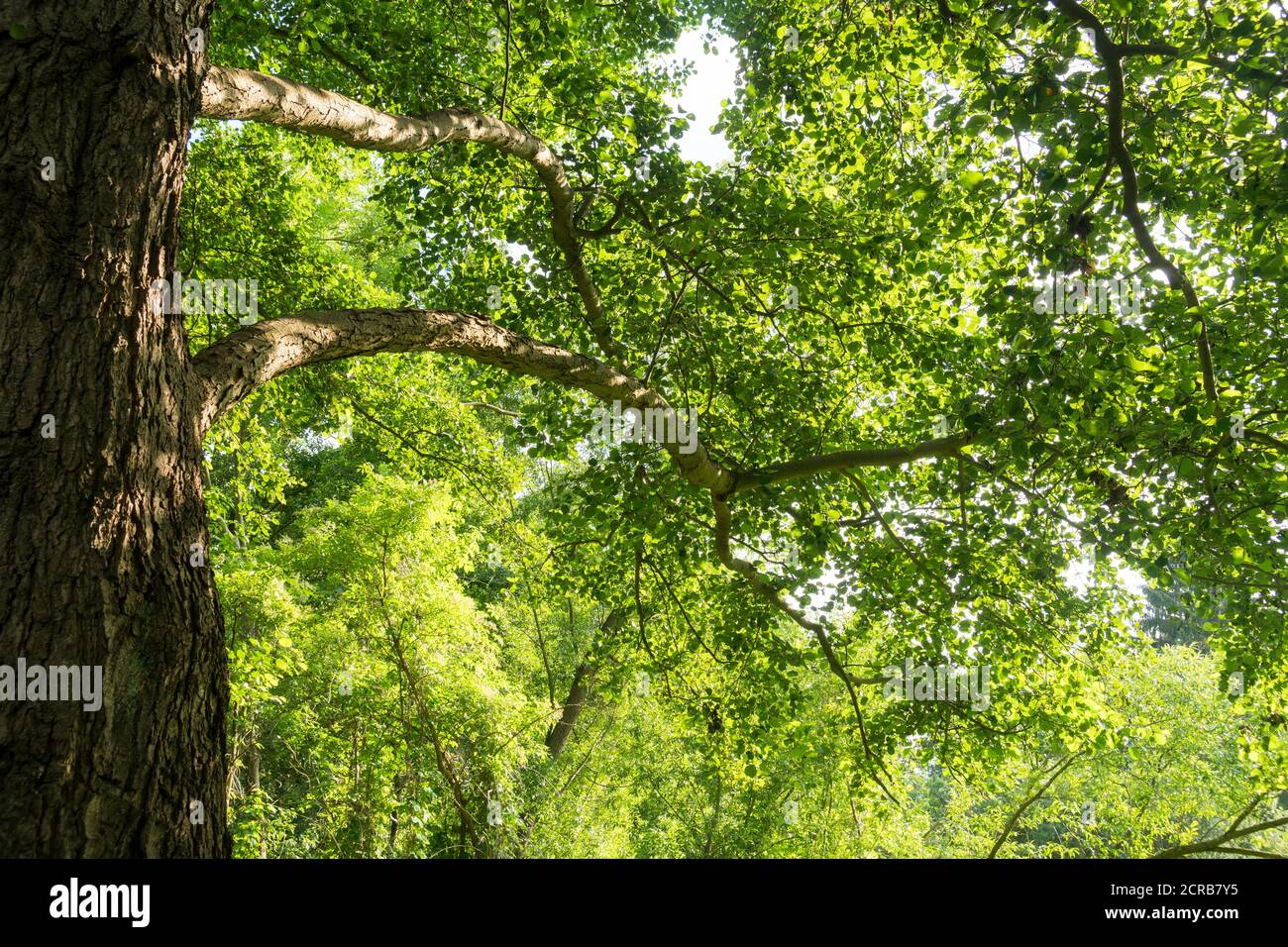 Mecklenburg Lake District, Kagar, Elm Stock Photo - Alamy