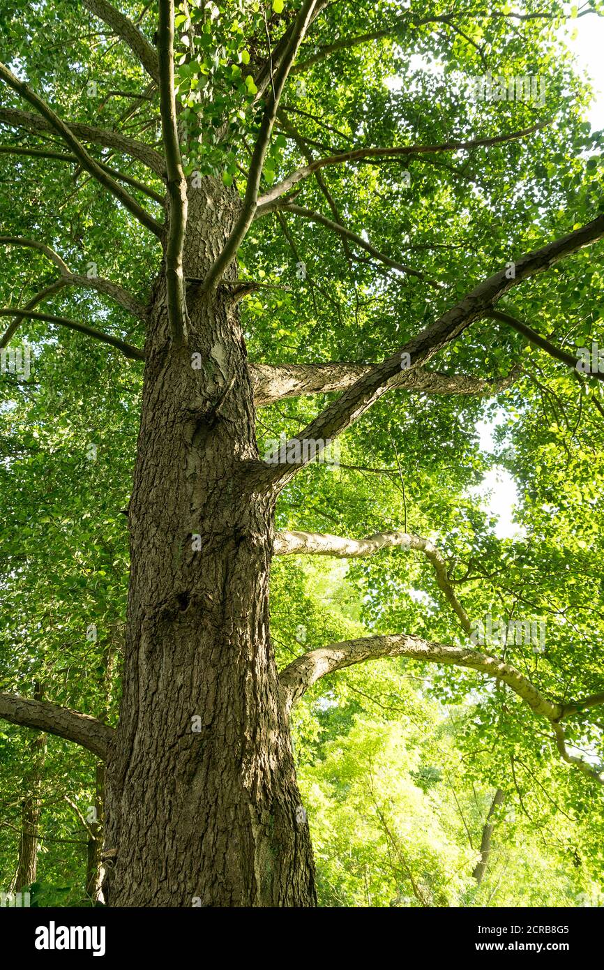 Mecklenburg Lake District, Kagar, Elm Stock Photo - Alamy