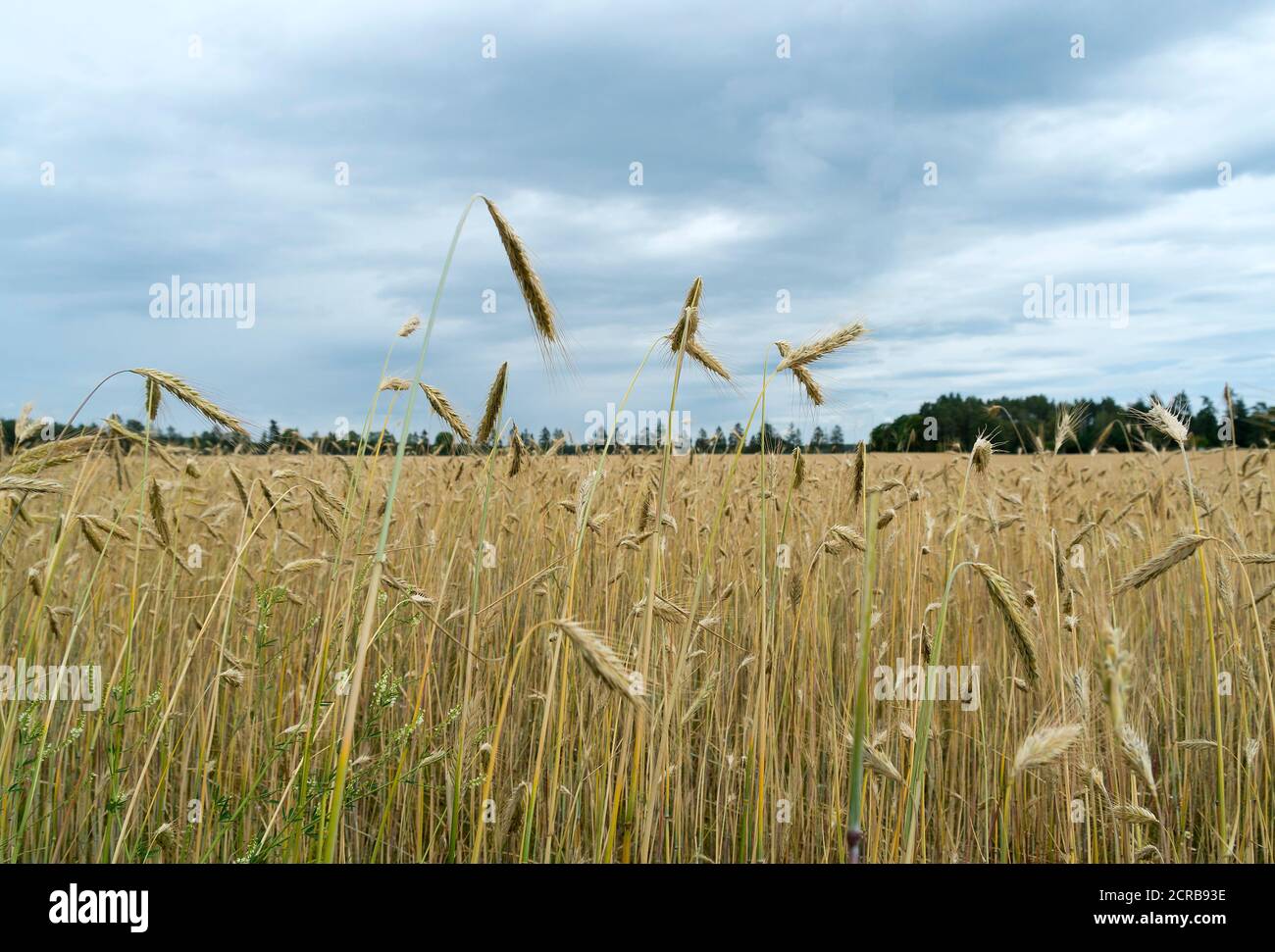 Northern rye hi-res stock photography and images - Alamy