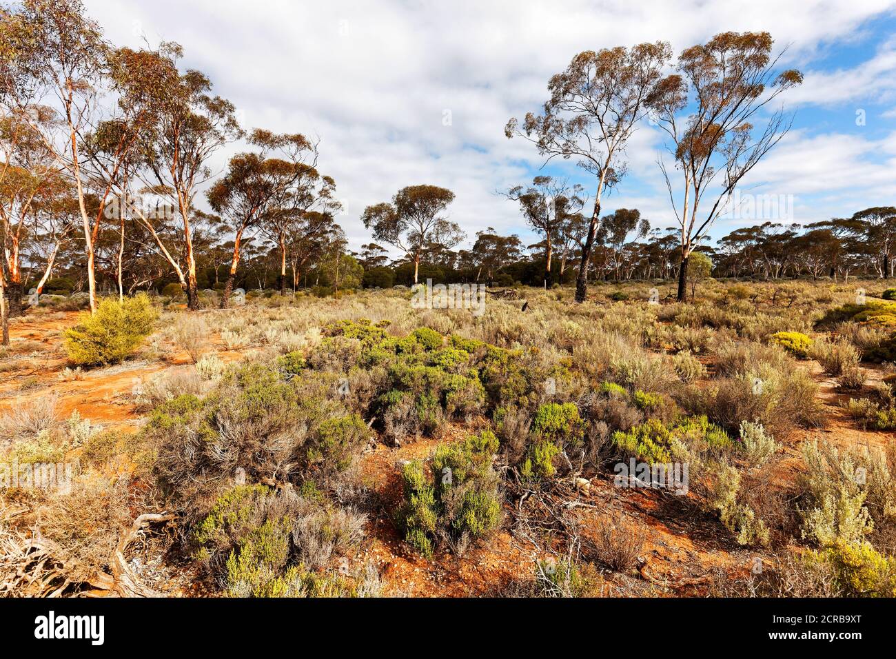 Australian Bush Landscape at Richard Avitia blog
