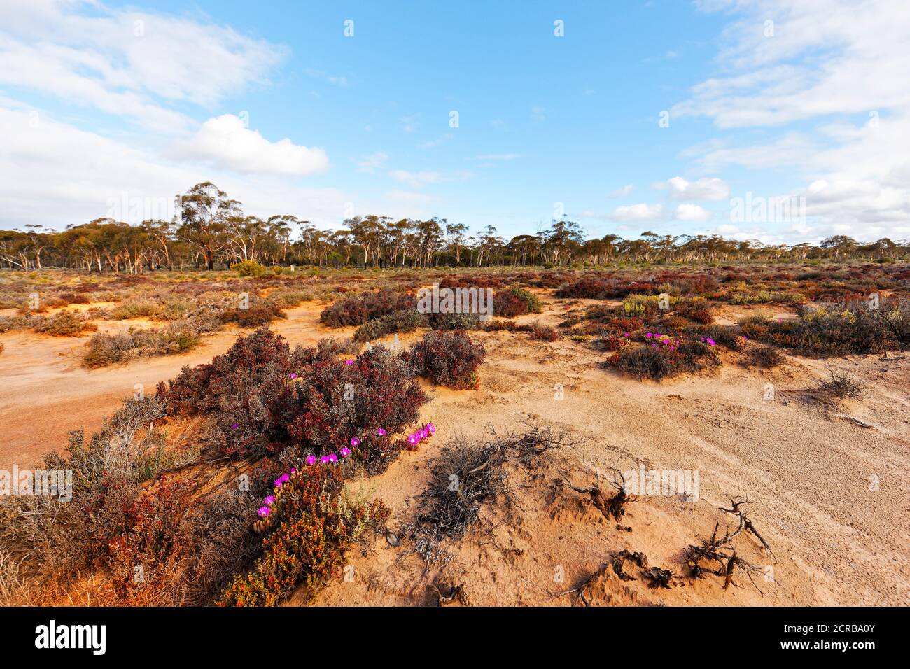 Australian outback bush landscape, Western Australia Stock Photo - Alamy