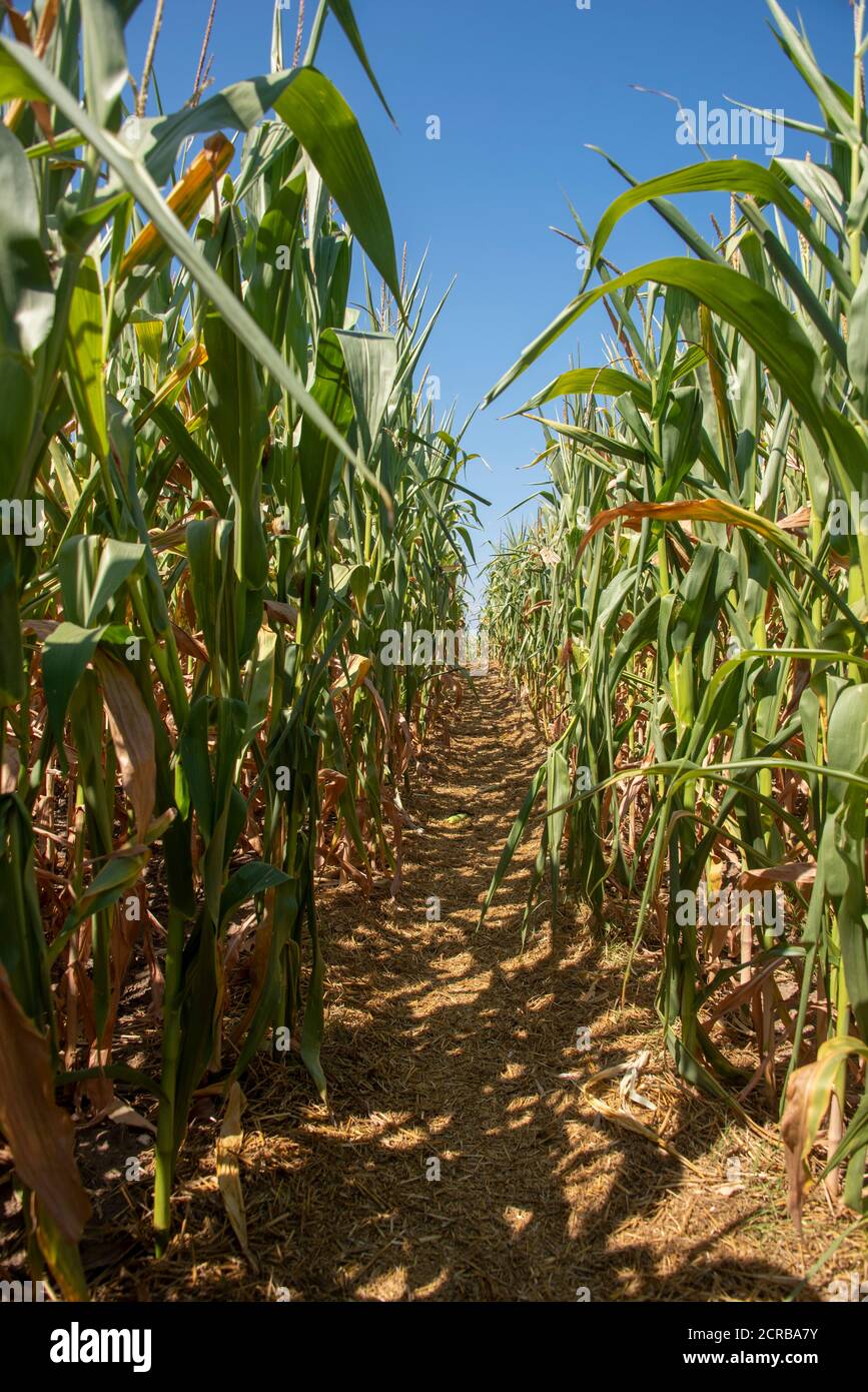 Dry cornfields hi-res stock photography and images - Alamy