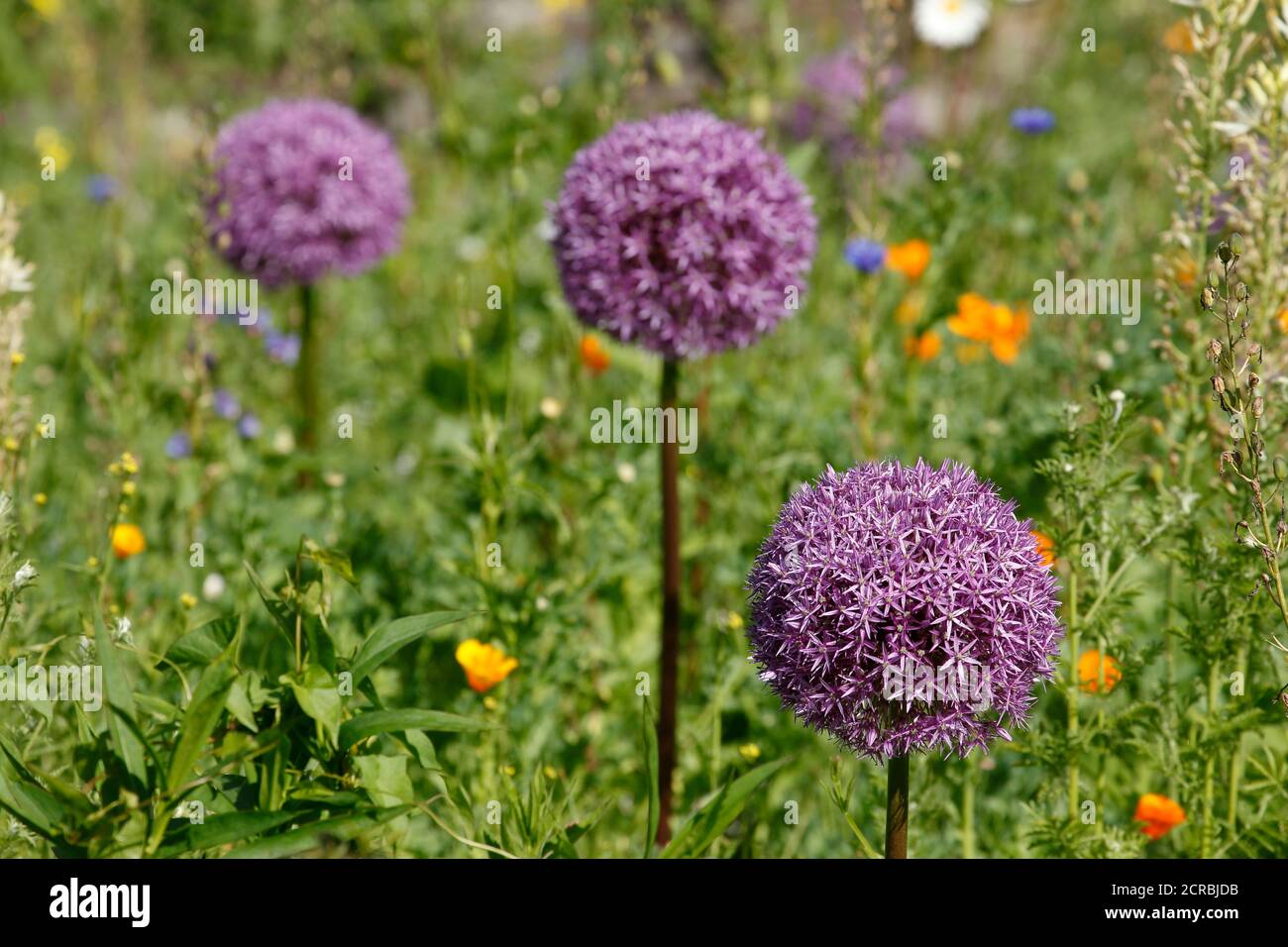 Blue ball leek (Allium caeruleum), Germany, Europe Stock Photo - Alamy