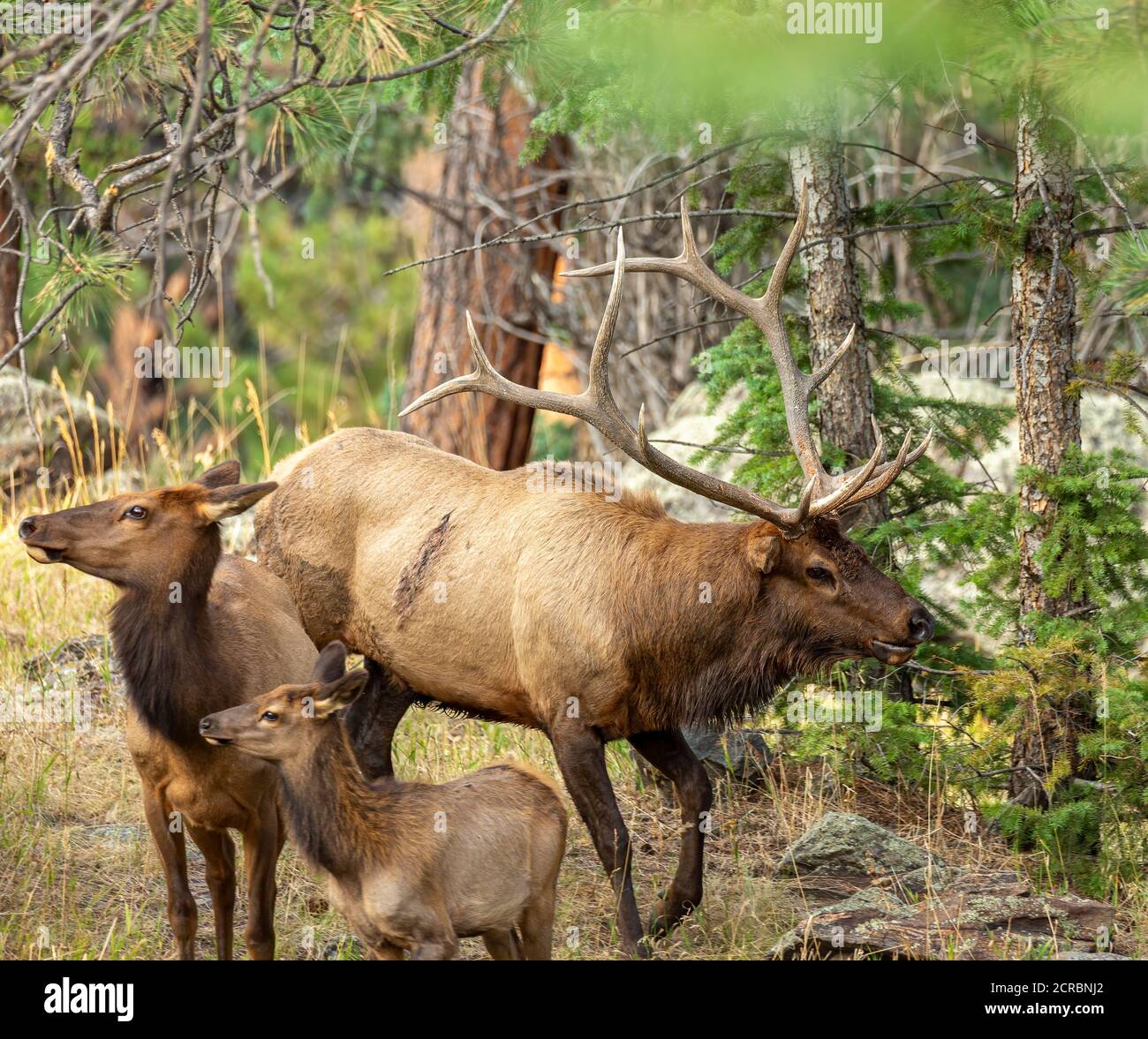 Young elk herd hi-res stock photography and images - Alamy