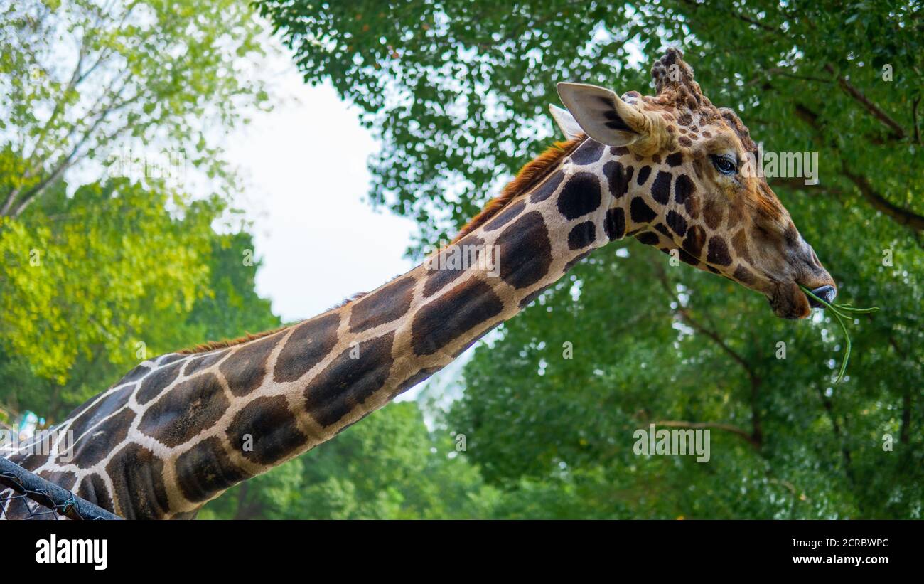 Giraffe eating grass hi-res stock photography and images - Alamy