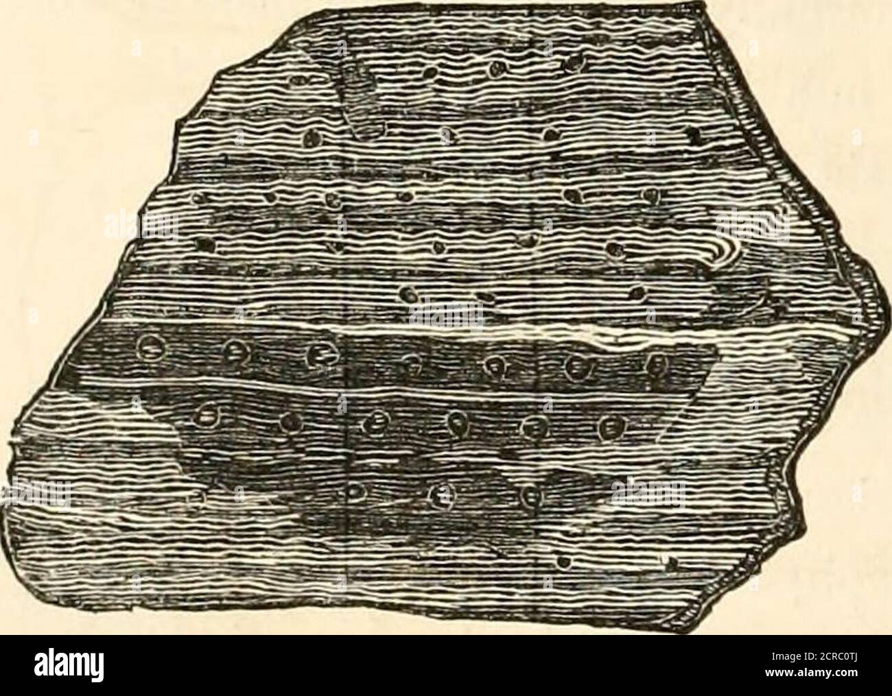 Genus calamites family hi-res stock photography and images - Alamy