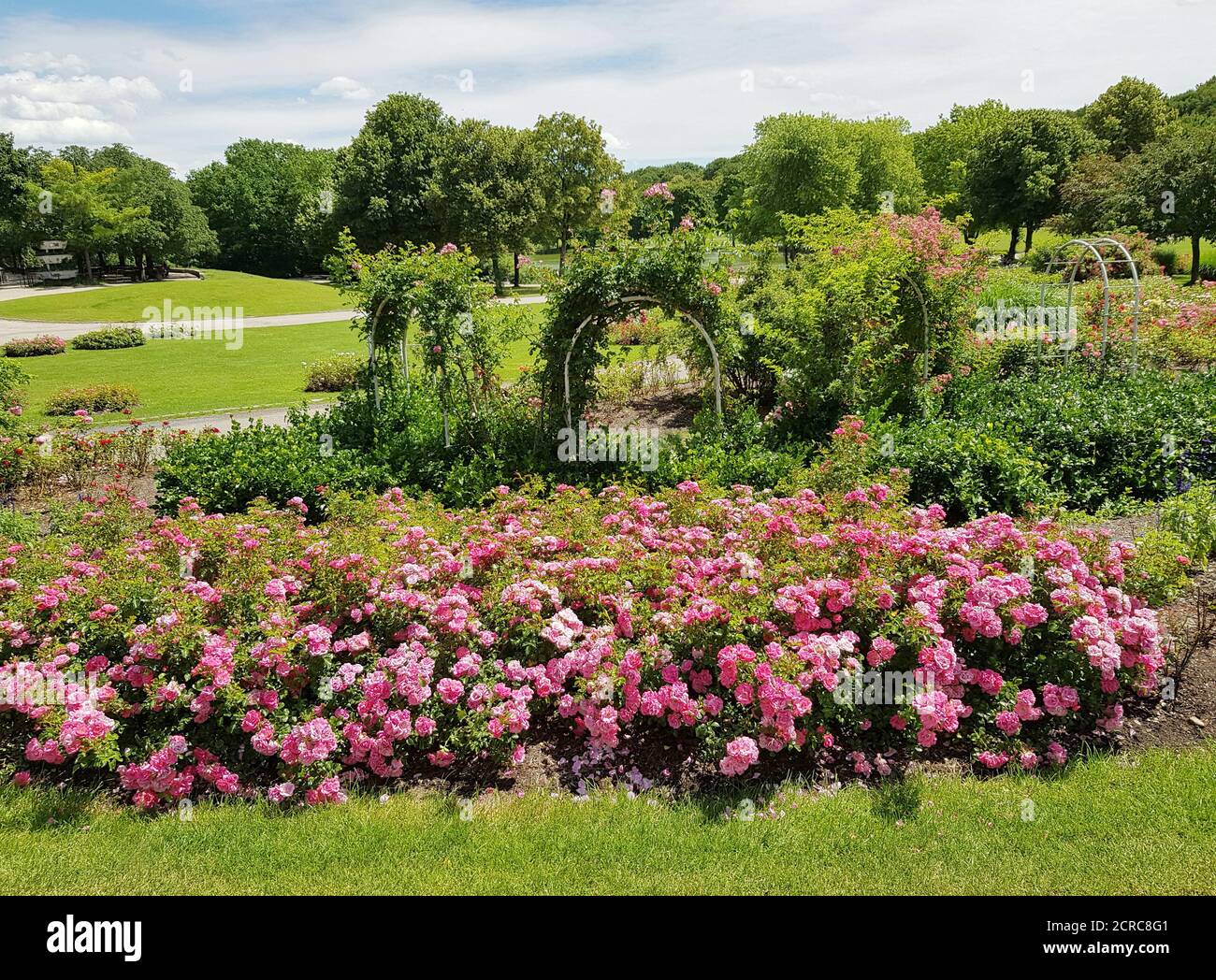 Munich, Westpark, rose garden, rose beds, green areas, trees, Sendling ...