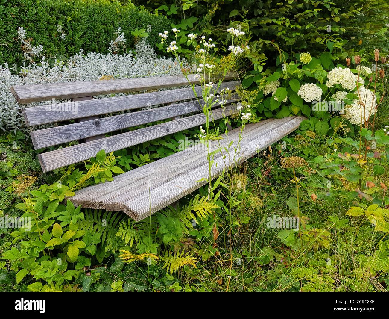Munich, garden, wooden bench surrounded by grass, flowers and bushes ...