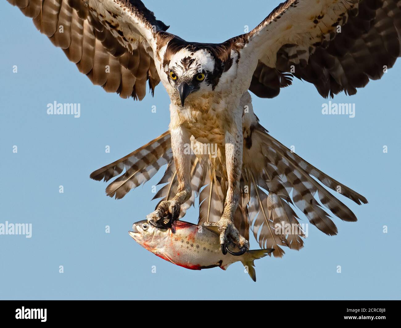 Osprey in Flight with Large Fish Stock Photo - Alamy