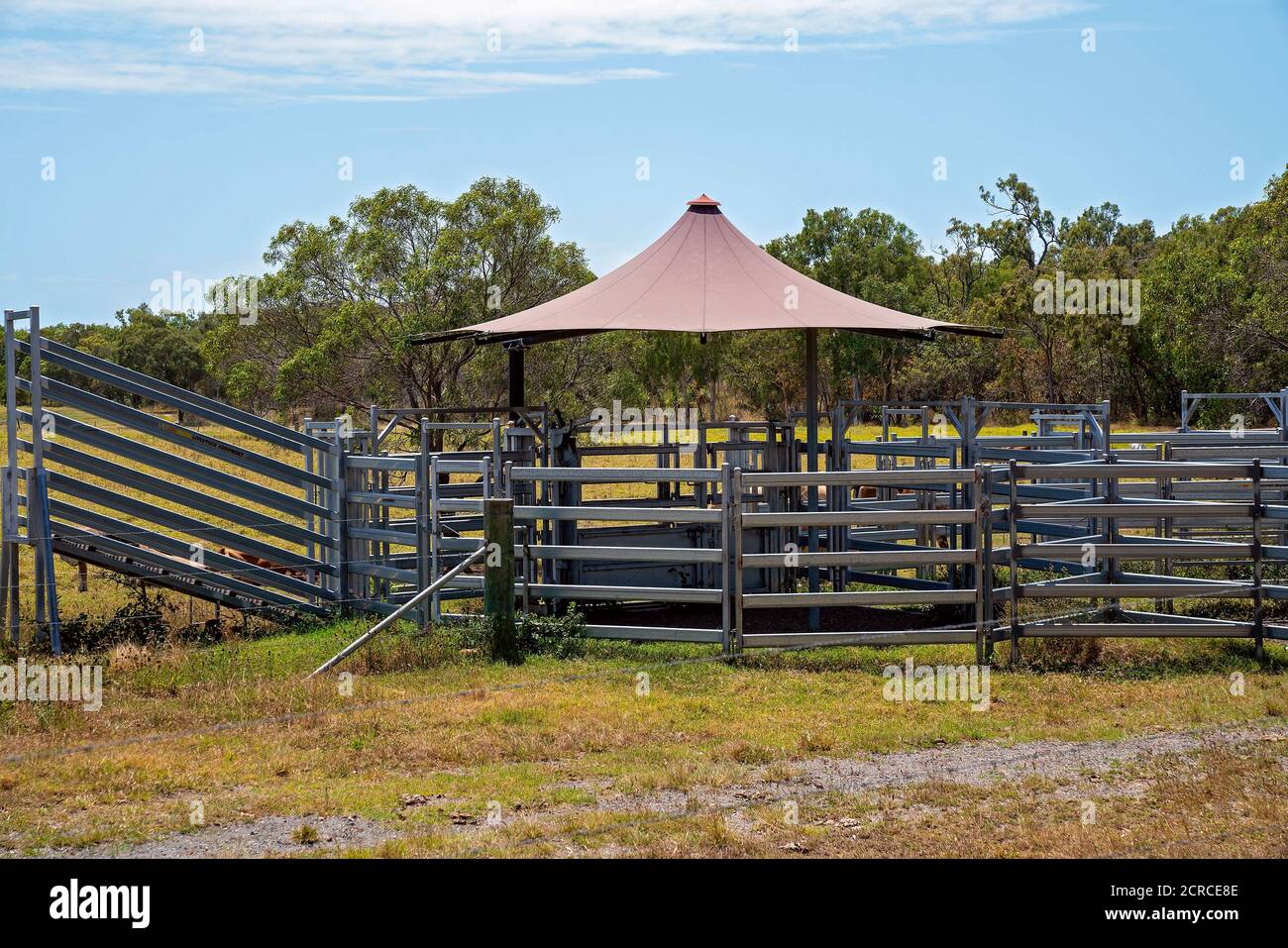 Steel cattle yards with a shade umbrella to protect the cows Stock ...