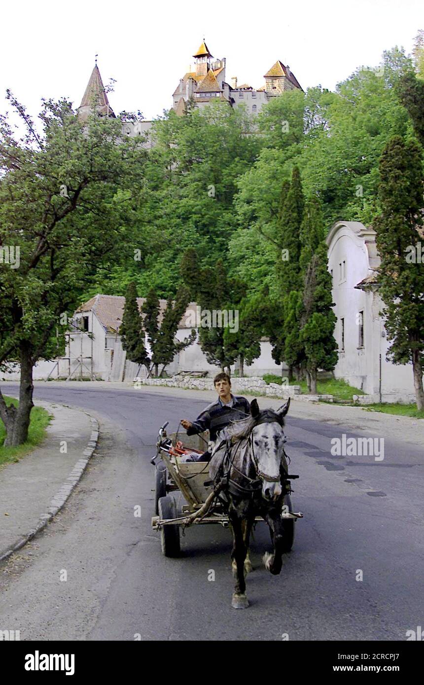 Blood count horse hi-res stock photography and images - Alamy