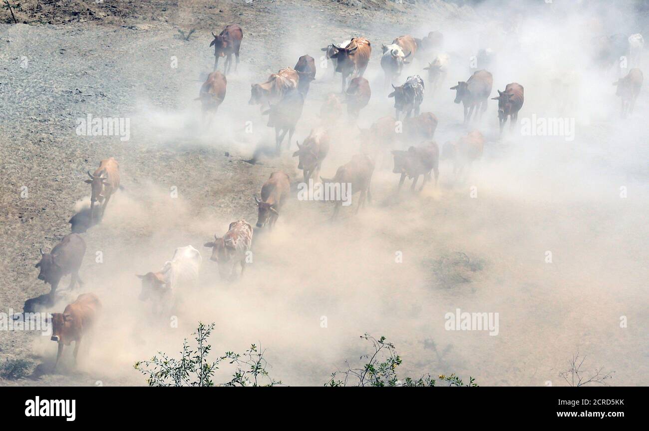 Cattle dust storm hi-res stock photography and images - Alamy