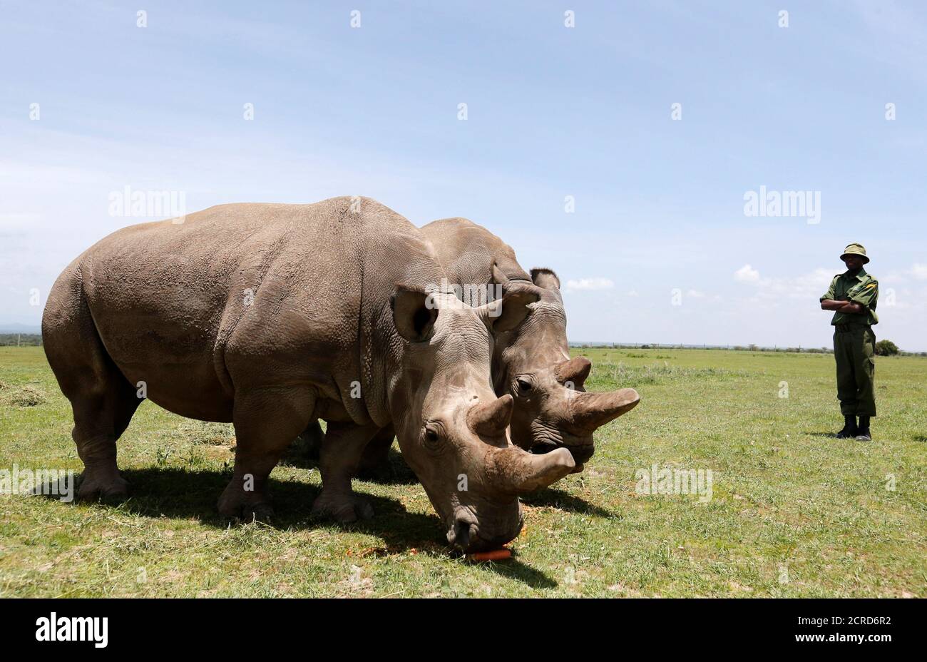 Najin and fatu hi-res stock photography and images - Alamy