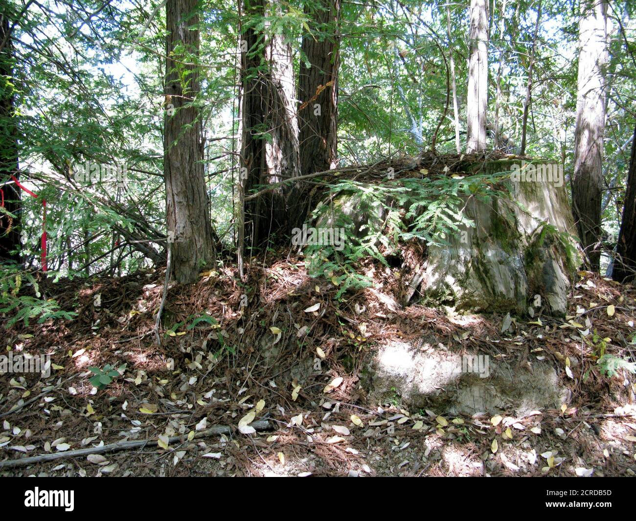 Tree stump and feature hi-res stock photography and images - Alamy