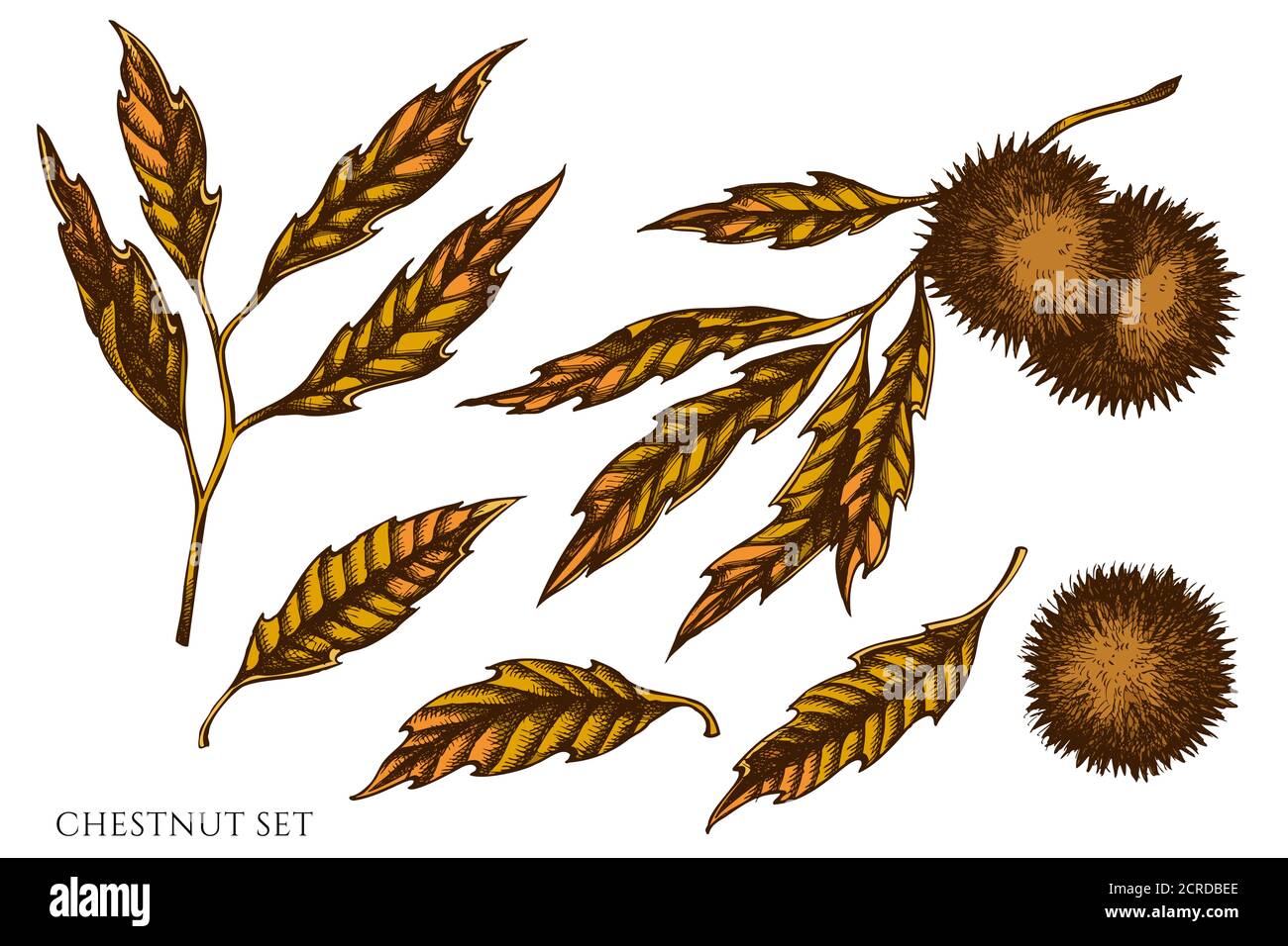 Vector set of hand drawn colored chestnut Stock Vector Image & Art - Alamy