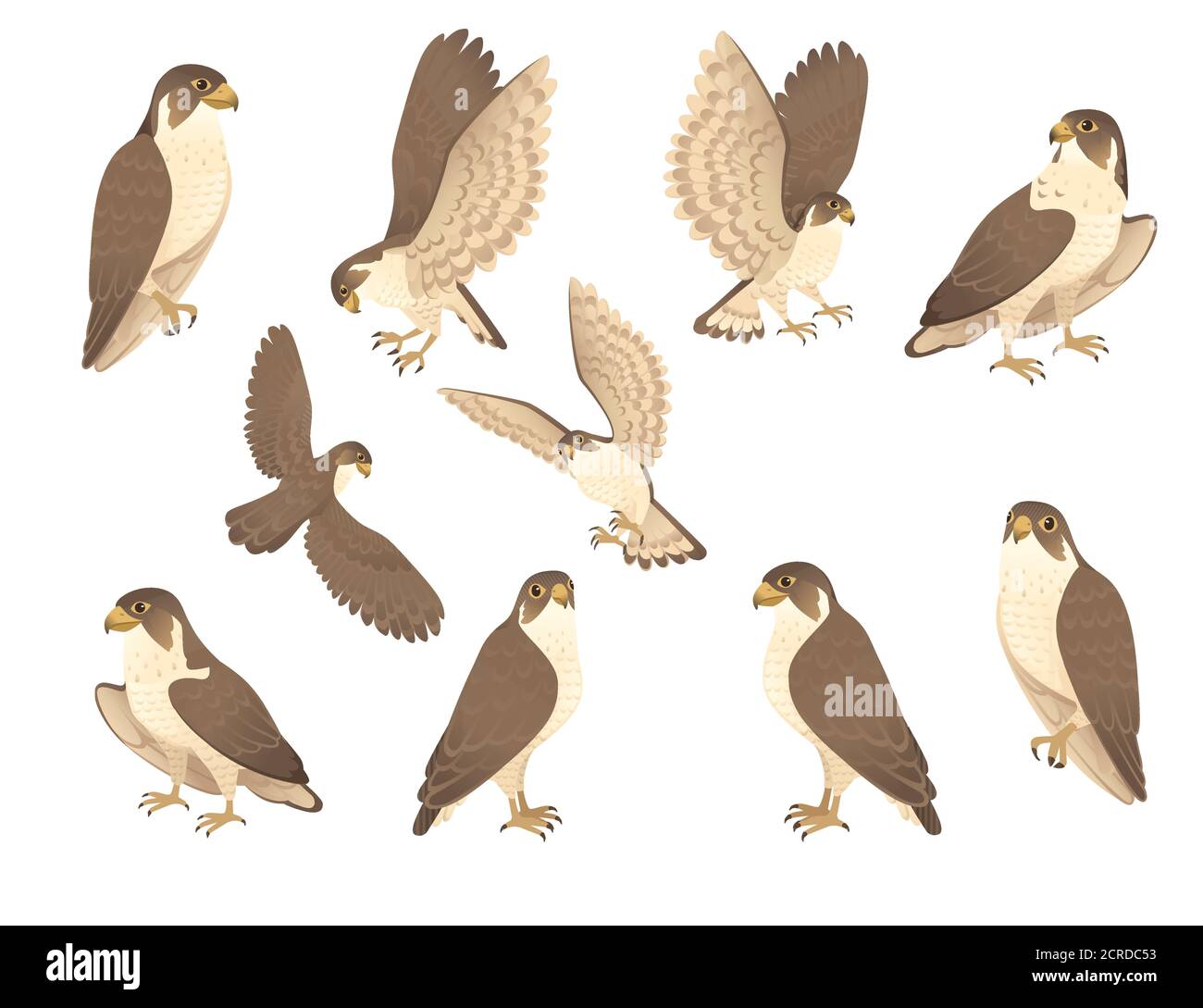 Set of predatory bird cute adult falcon cartoon animal design birds of ...